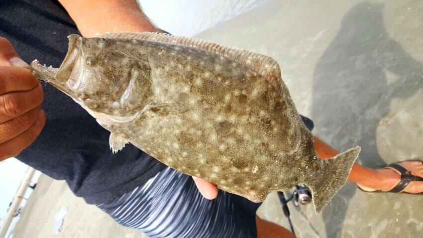 Basics for catching wild freshwater predatory fish. - Average Outdoorsman