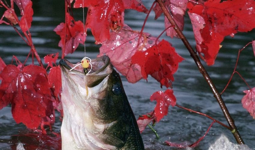 Best Types of Fly Fishing Flies for Bass - Average Outdoorsman