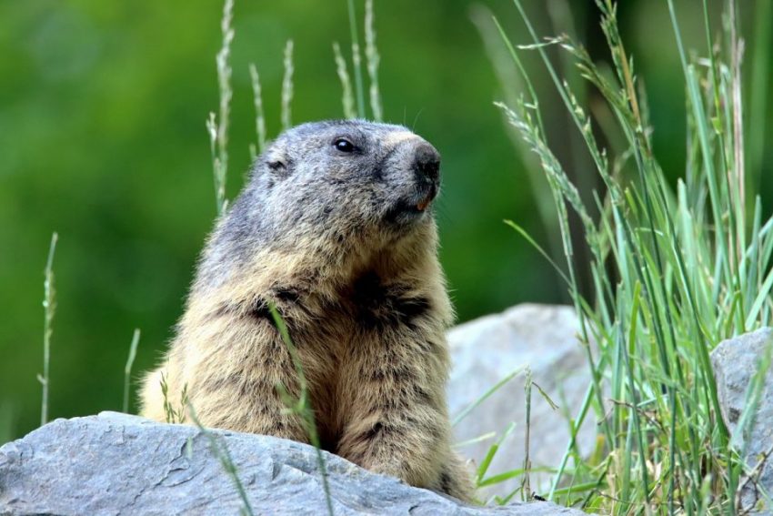 6 Interesting Facts About Groundhogs - Average Outdoorsman
